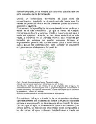 apoplasto y simplasto Absorcion del agua por las plantas | PDF