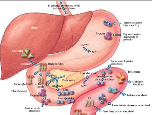 ABSORCIÓN DE NUTRIENTES