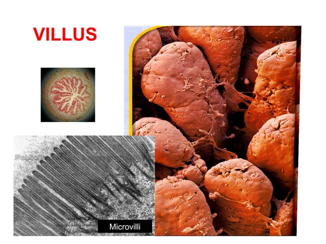 bio F4 Absorption | PPT