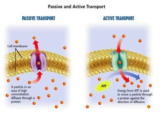 Absorption | PPTX