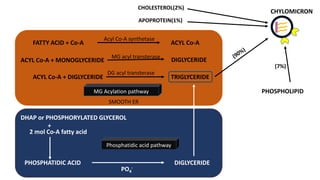 Absorption of products of digestioin | PPT