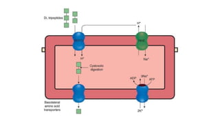 Absorption of products of digestioin | PPT