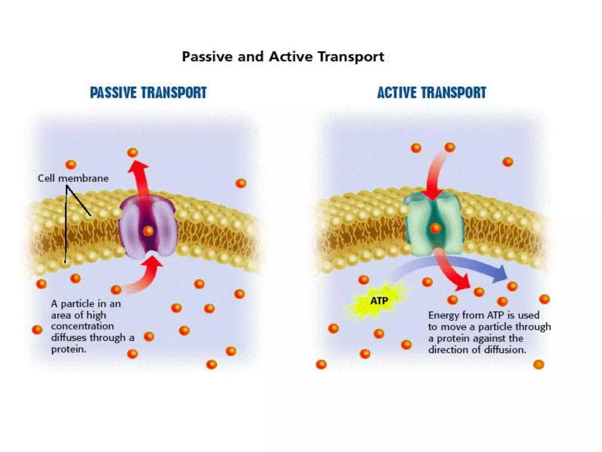 Absorption Pharmacokinetics.pptx