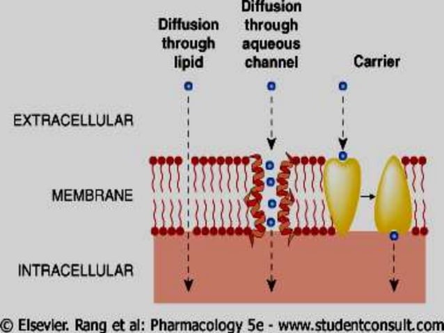 Absorption Pharmacokinetics.pptx