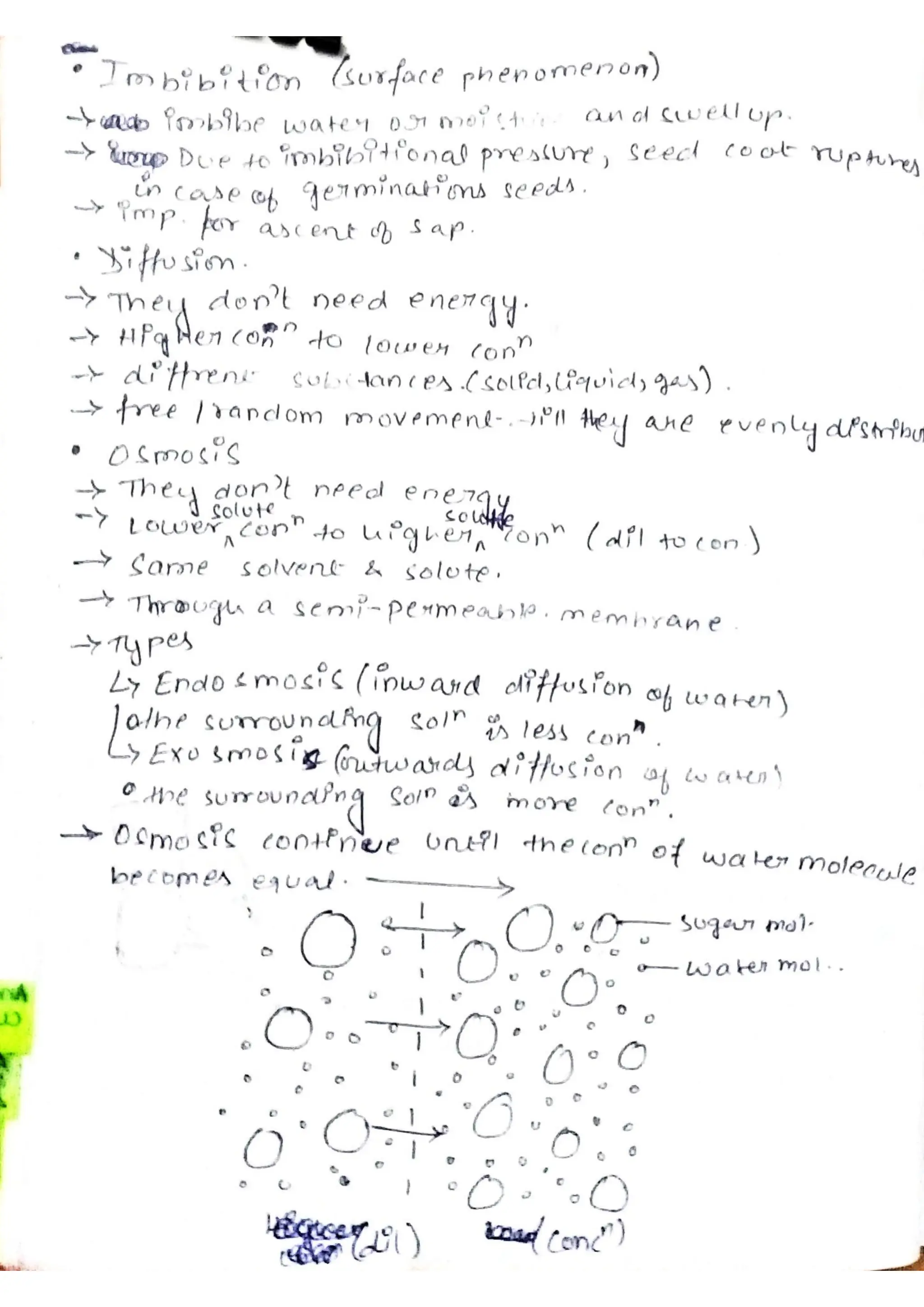 Biology Plant Anatomy Chapter 4 Absorption Pdf