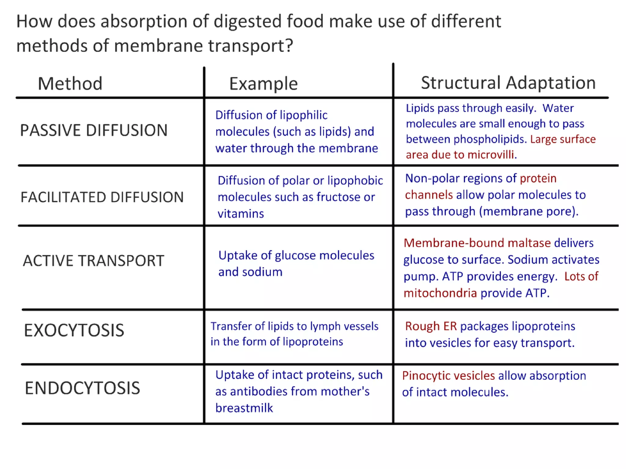 Absorption Of Digested Foods | PPT | Biological Sciences | Science
