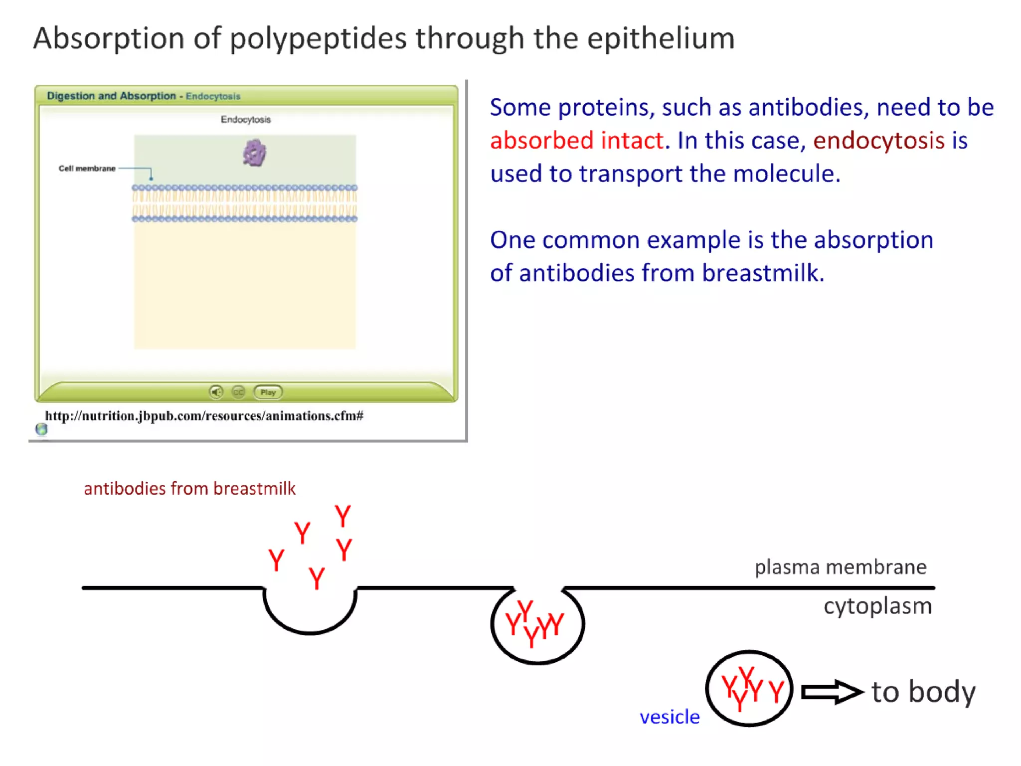 Absorption Of Digested Foods | PPT | Biological Sciences | Science