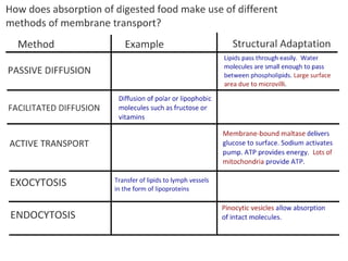 Absorption Of Digested Foods | PPT | Biological Sciences | Science