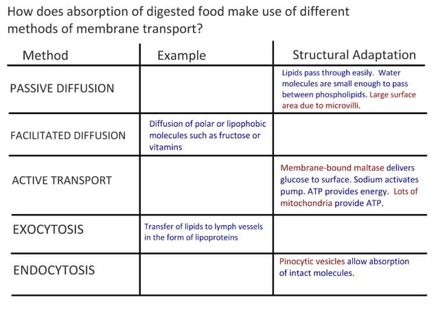 Absorption Of Digested Foods | PPT