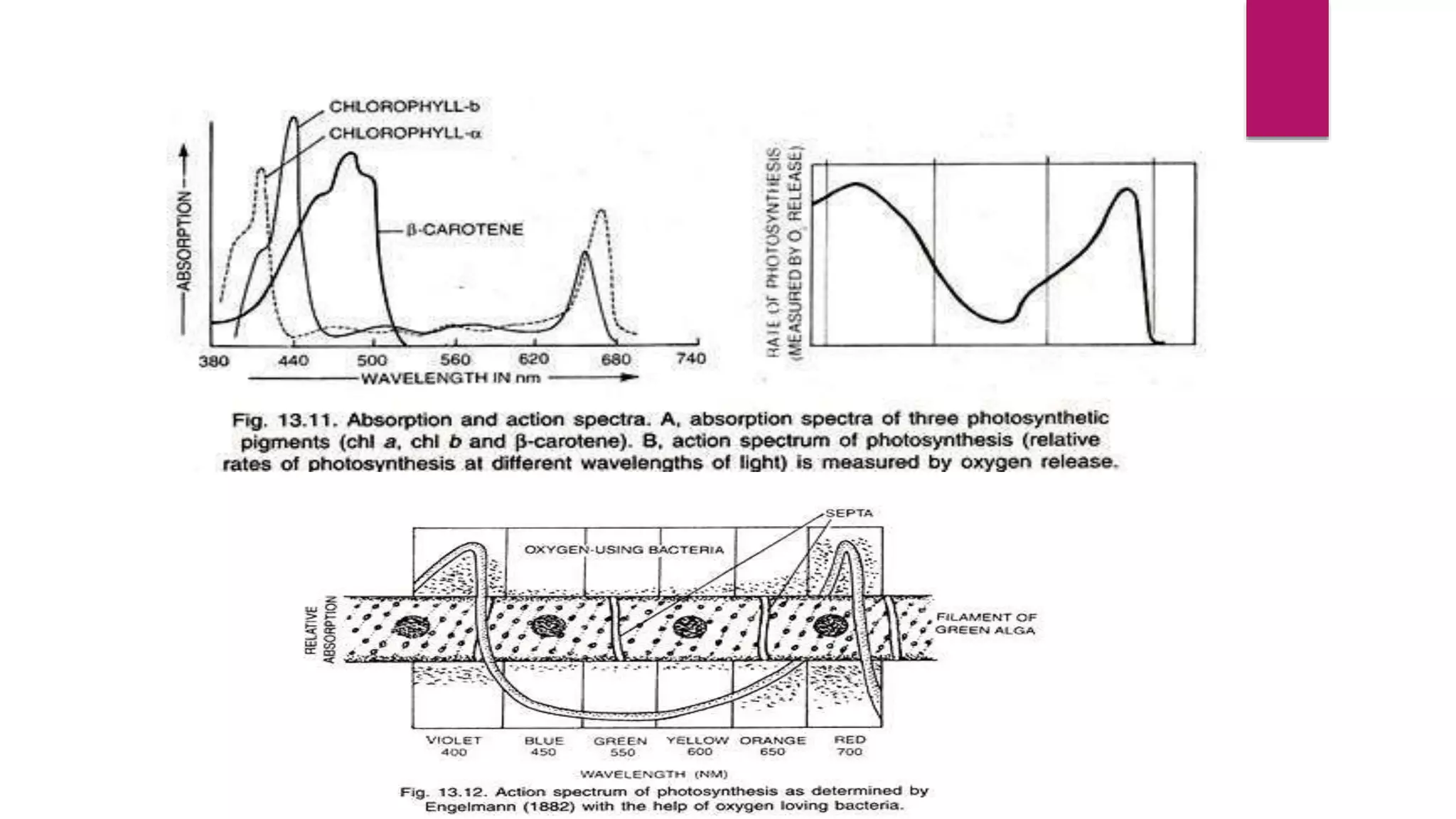 Absorption and action spectrum | PPTX
