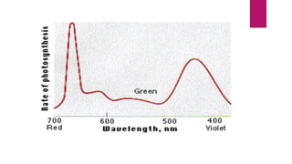 Absorption and action spectrum | PPTX