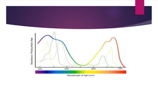 Absorption and action spectrum | PPTX