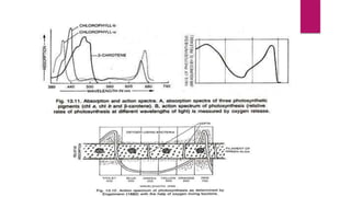 Absorption and action spectrum | PPTX