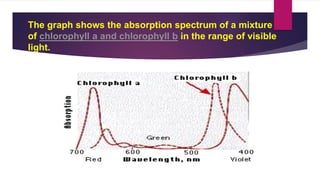 Absorption Spectrum Of Chlorophyll