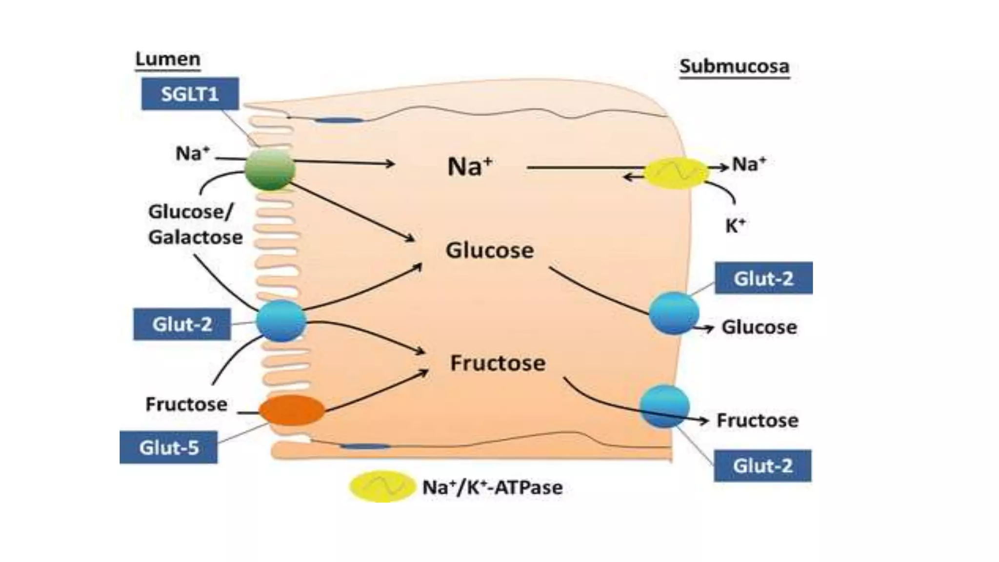 Absorption and digestion of food | PPTX | Chemistry | Science