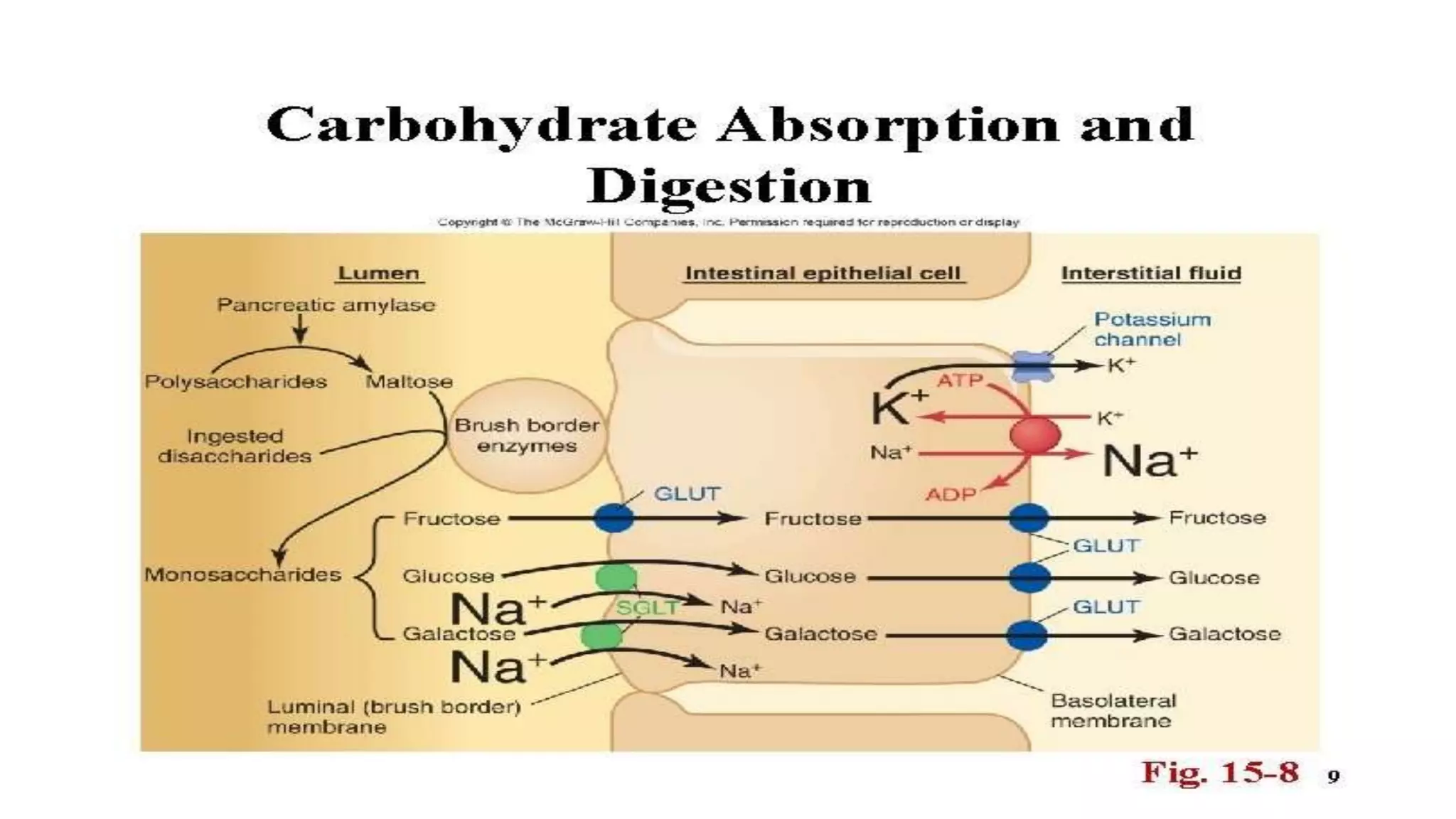 Absorption and digestion of food | PPTX | Chemistry | Science