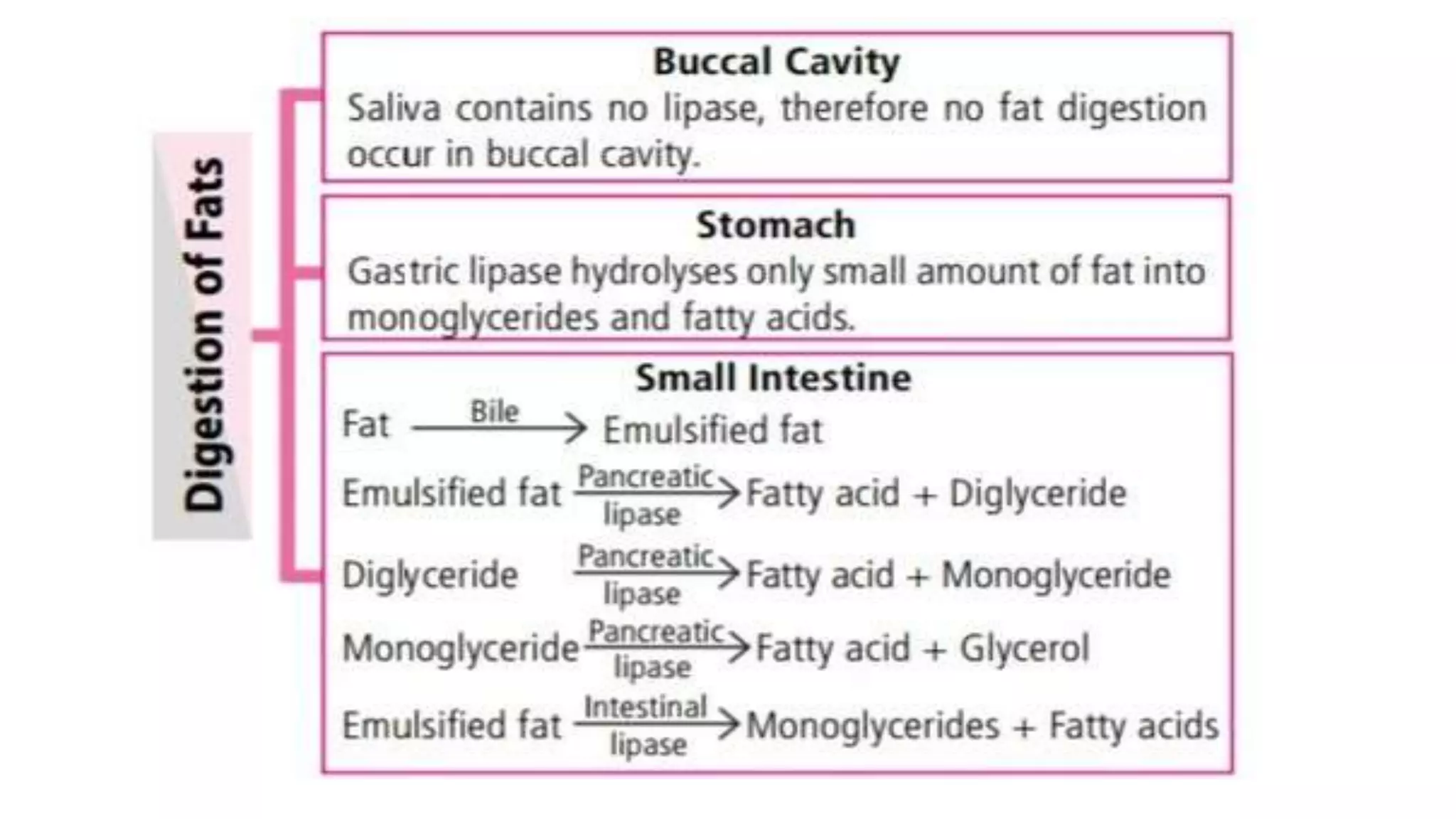 Absorption and digestion of food | PPTX | Chemistry | Science
