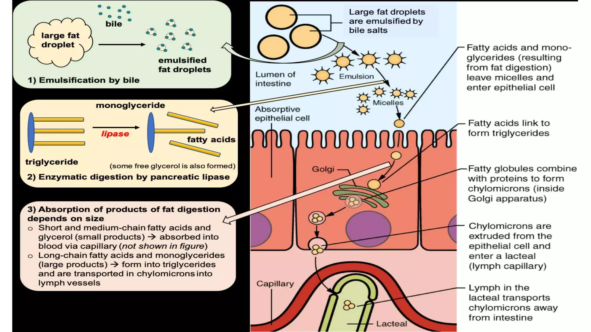 Absorption and digestion of food | PPTX | Chemistry | Science