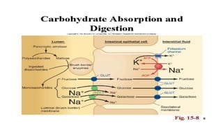 Absorption and digestion of food | PPTX | Chemistry | Science