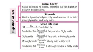 Absorption and digestion of food | PPTX | Chemistry | Science