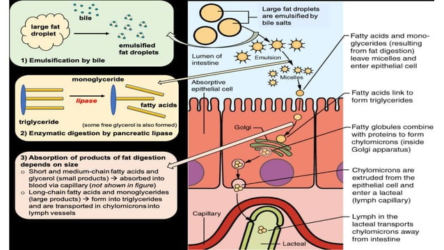 Absorption and digestion of food | PPTX | Chemistry | Science