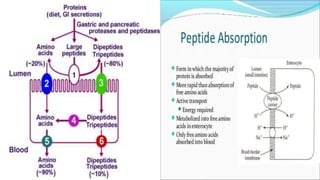 Absorption and digestion of food | PPTX | Chemistry | Science