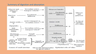 Absorption and digestion of food | PPTX | Chemistry | Science