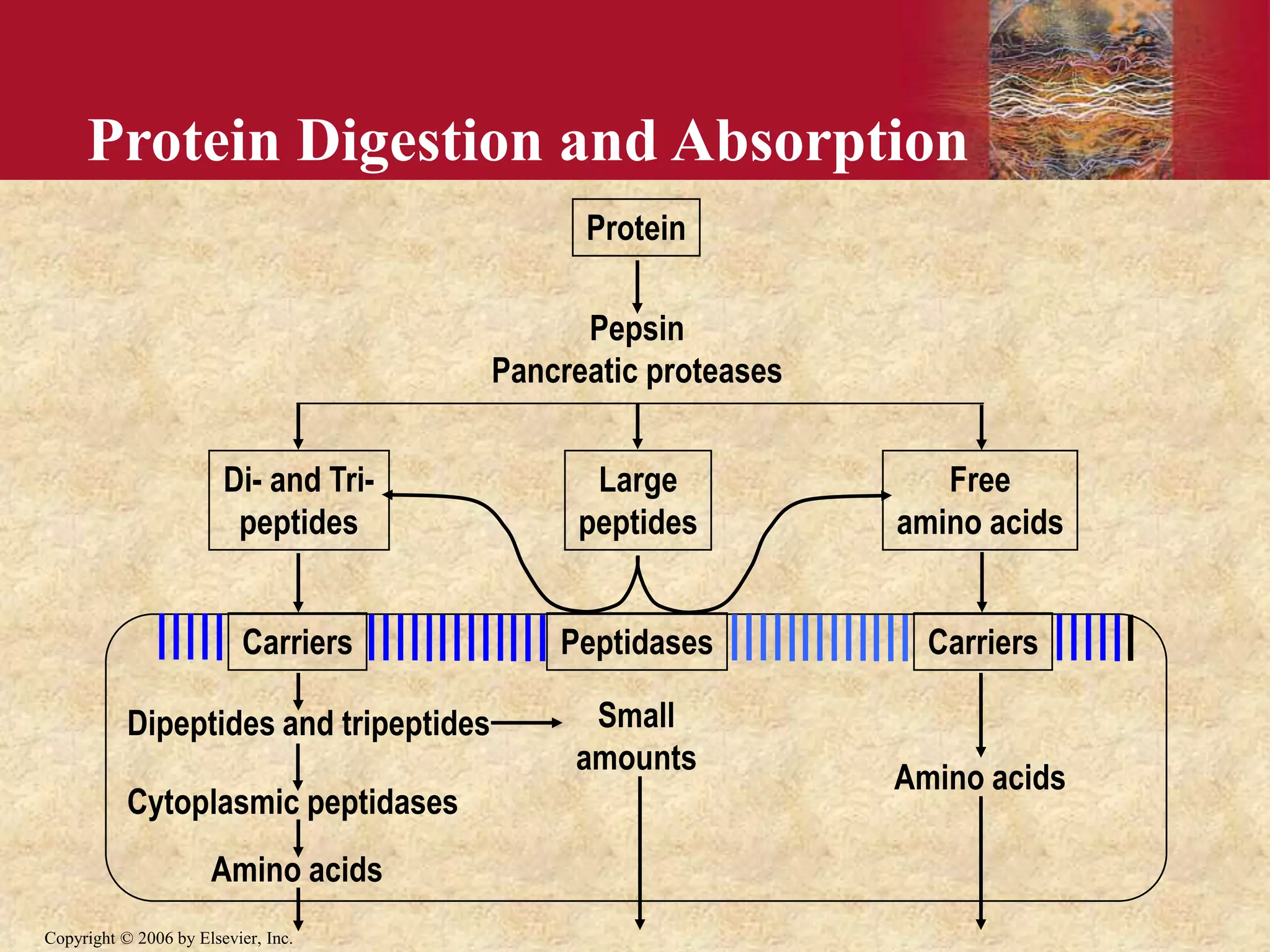 Absorption and neural control of digestion | PPT