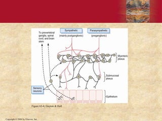 Absorption and neural control of digestion | PPT