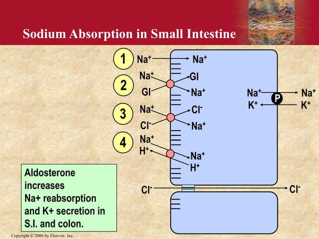 Absorption and neural control of digestion | PPT | Digestive Disorders ...