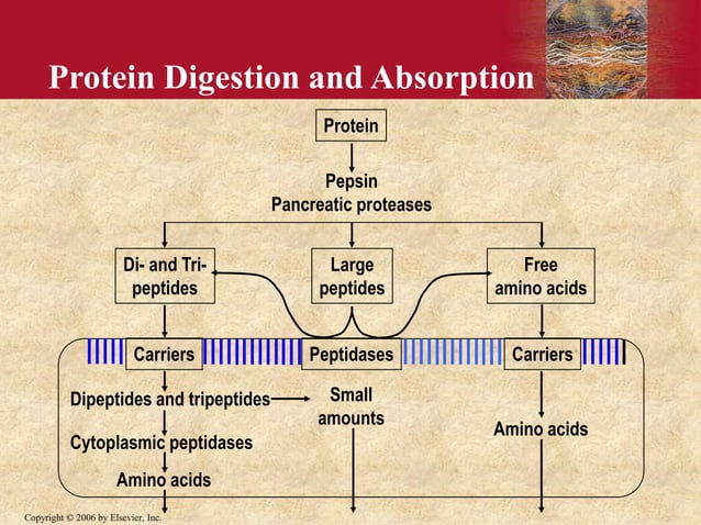 Absorption and neural control of digestion | PPT | Digestive Disorders ...