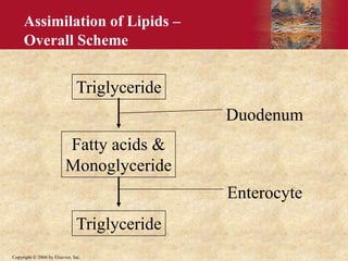 Absorption and neural control of digestion | PPT
