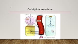 ABSORPTION, assimilation, surface tension.pptx