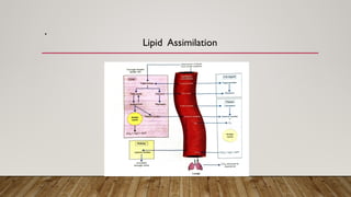 ABSORPTION, assimilation, surface tension.pptx