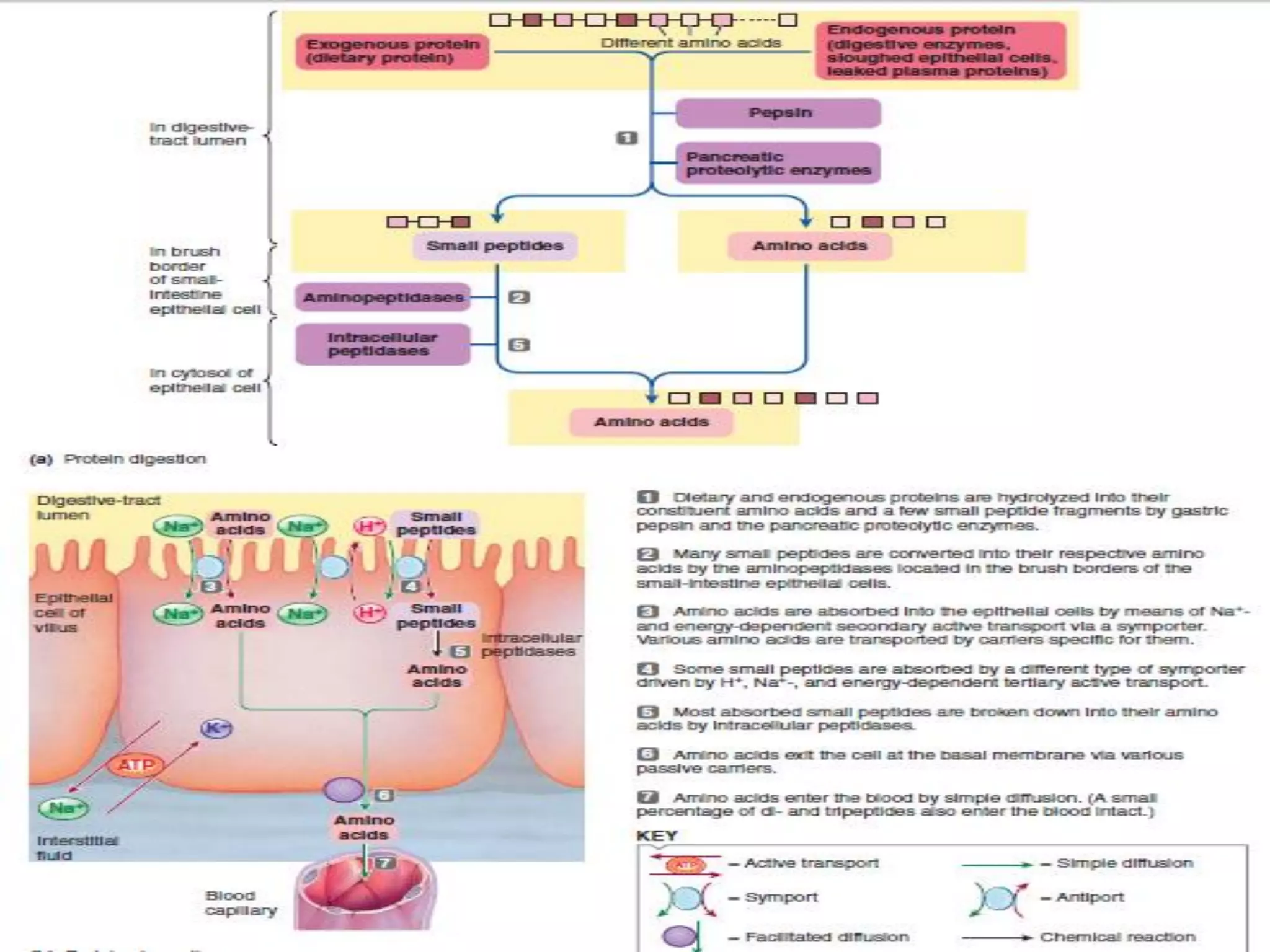 Absorption in small Intestine | PDF
