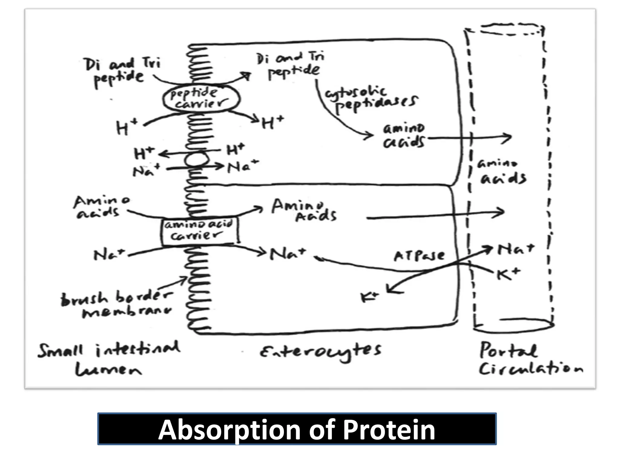 Absorption in small Intestine | PDF