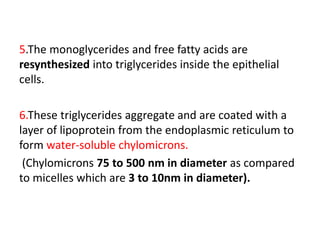 Absorption in small Intestine | PDF