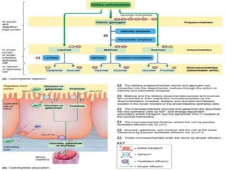 Absorption in small Intestine | PDF