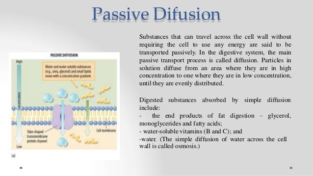 Description of small intestine.pptx
