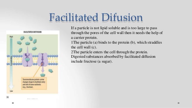 Description of small intestine.pptx