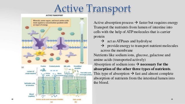 Description of small intestine.pptx