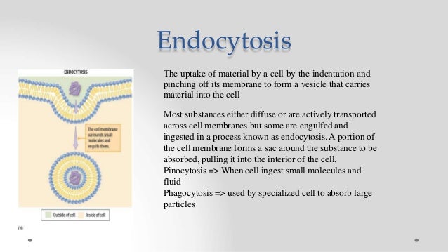 Description of small intestine.pptx