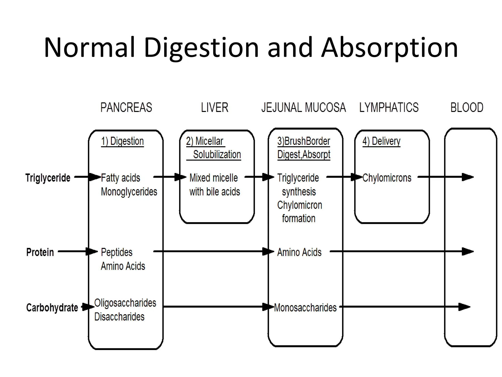 _absorption Malabsorption complete lecture_1611813681000.pptx