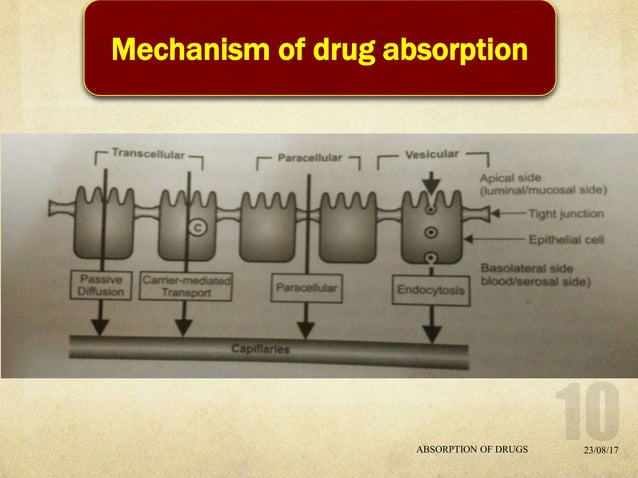 Absorption of drugs | PPTX