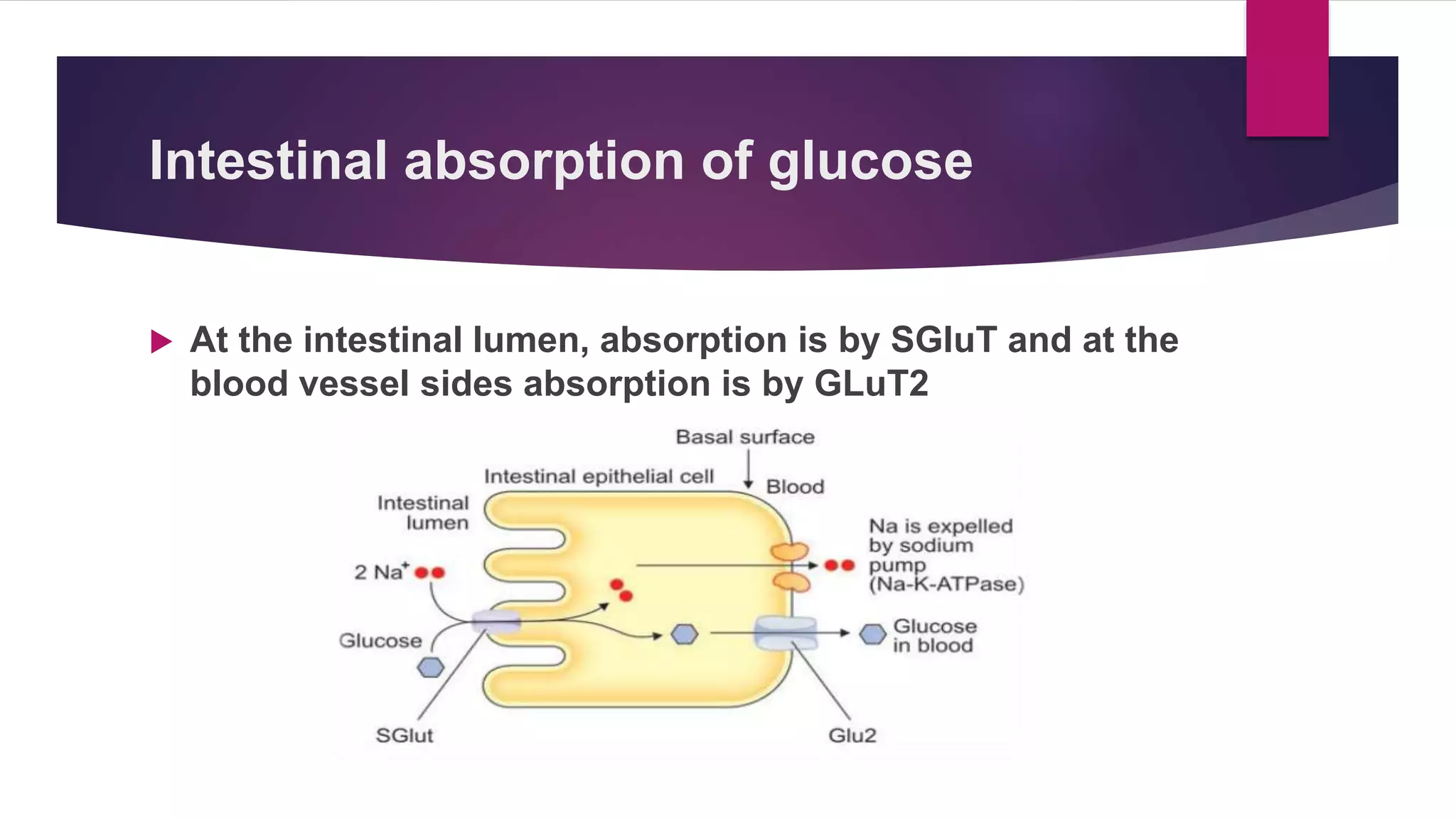 Absorption of carbohydrate | PPTX