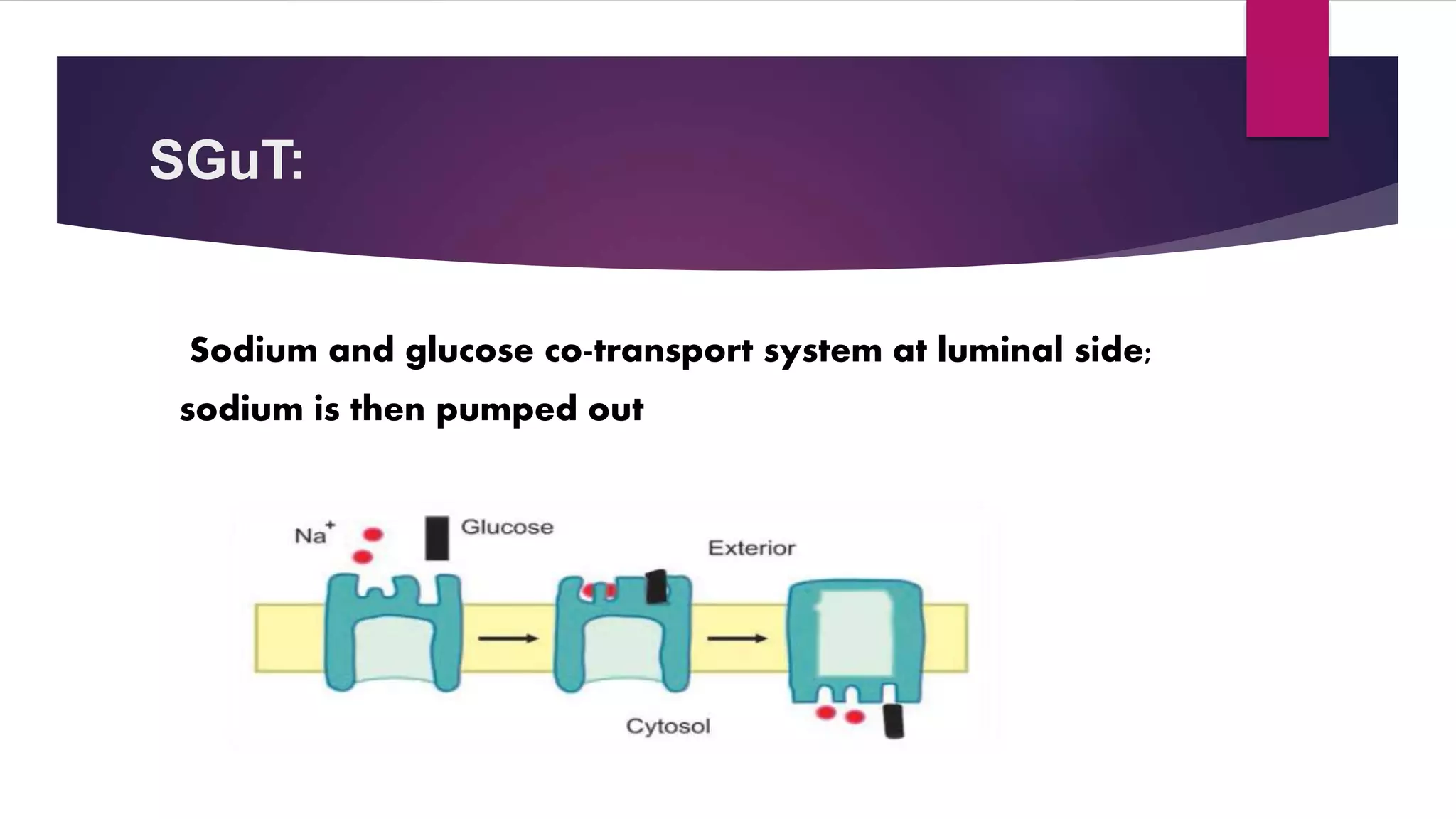 Absorption of carbohydrate | PPTX