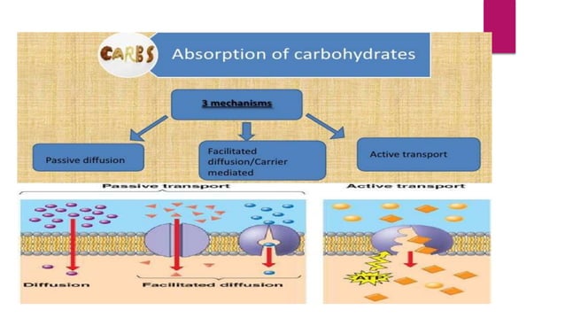 Absorption of carbohydrate | PPTX