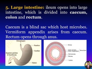 Absorption of digested food | PPTX