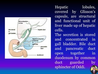 Absorption of digested food | PPTX