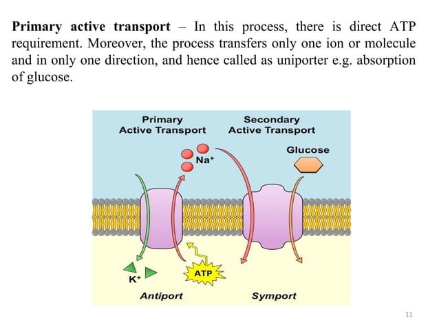 MECHANISMS OF DRUG ABSORPTION | PPT | Chemistry | Science